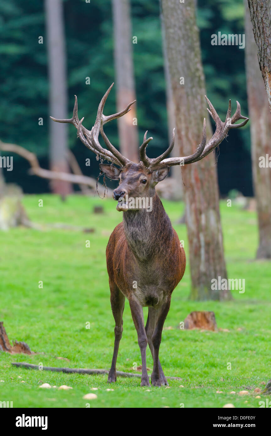 Male red deer hi-res stock photography and images - Alamy