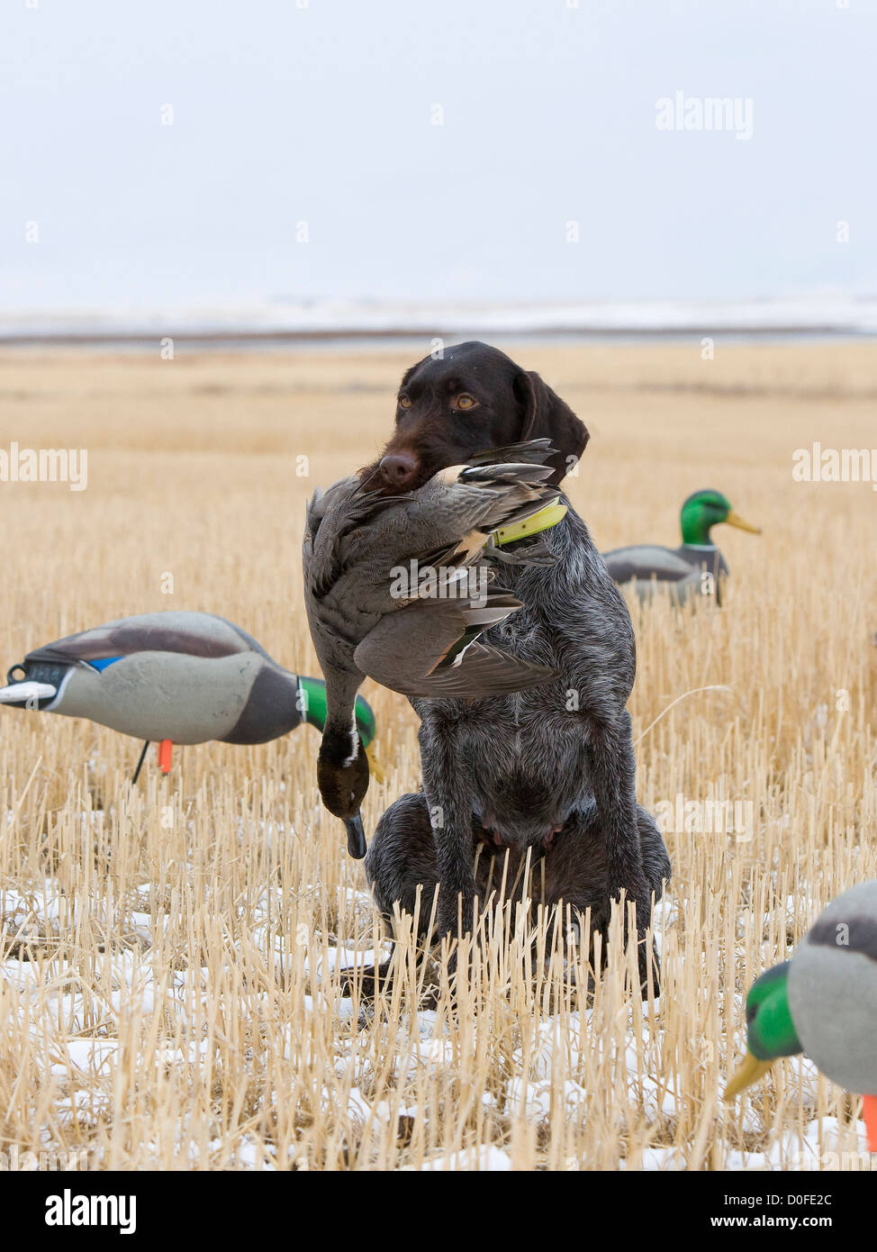 Dog hunting ducks hi-res stock photography and images - Alamy