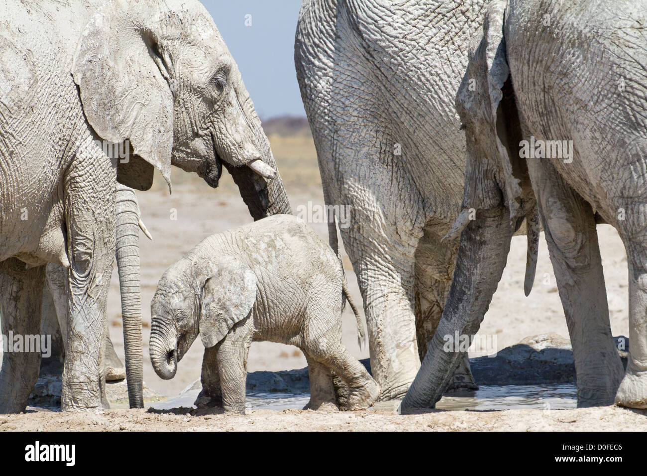 African elephant baby herd hi-res stock photography and images - Alamy