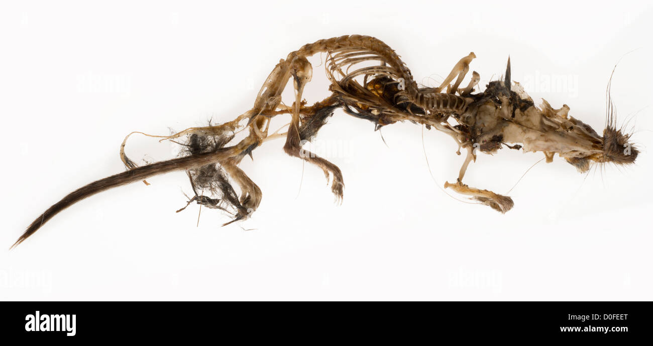 Mouse skeleton hi-res stock photography and images - Alamy