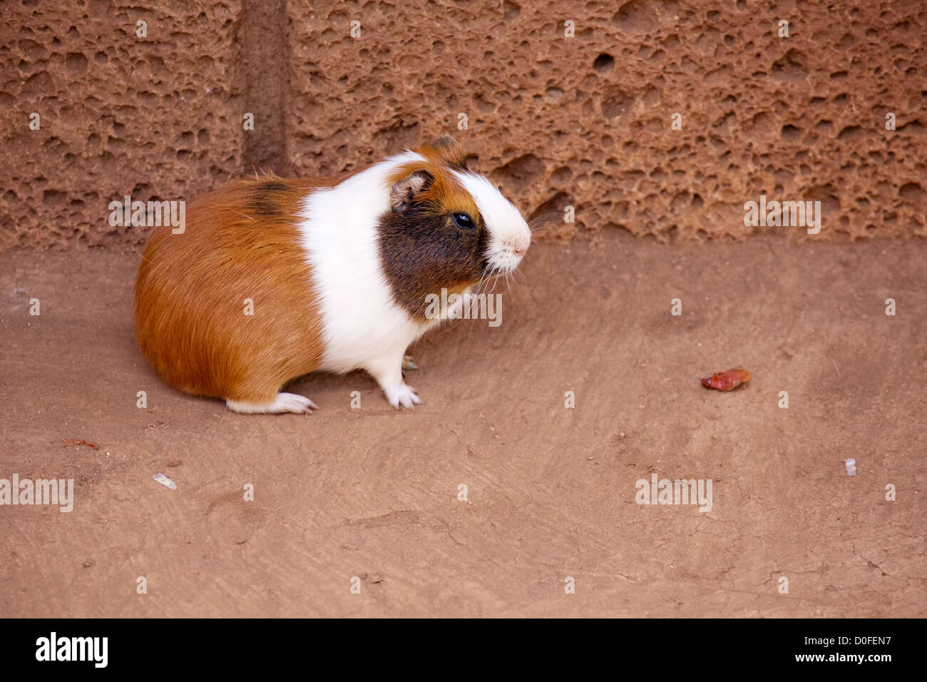 Cavia hi-res stock photography and images - Alamy