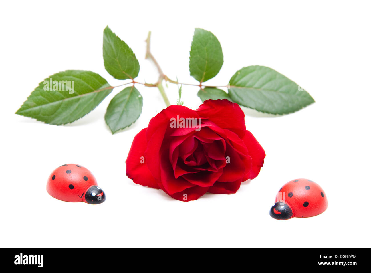 Heart with red rose and ladybug Stock Photo - Alamy