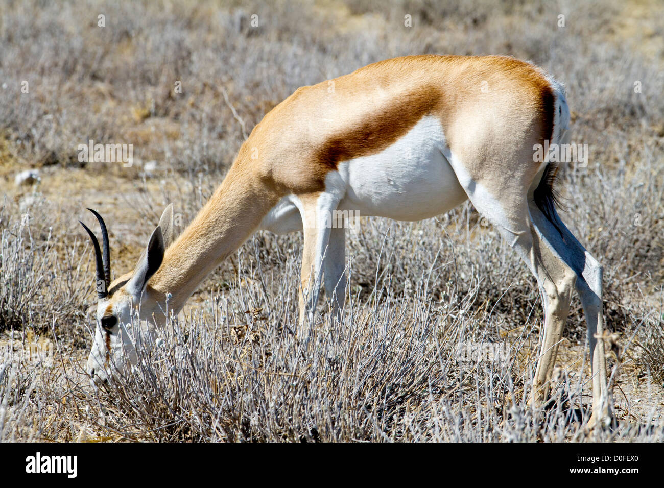 Springbok eating hi-res stock photography and images - Alamy