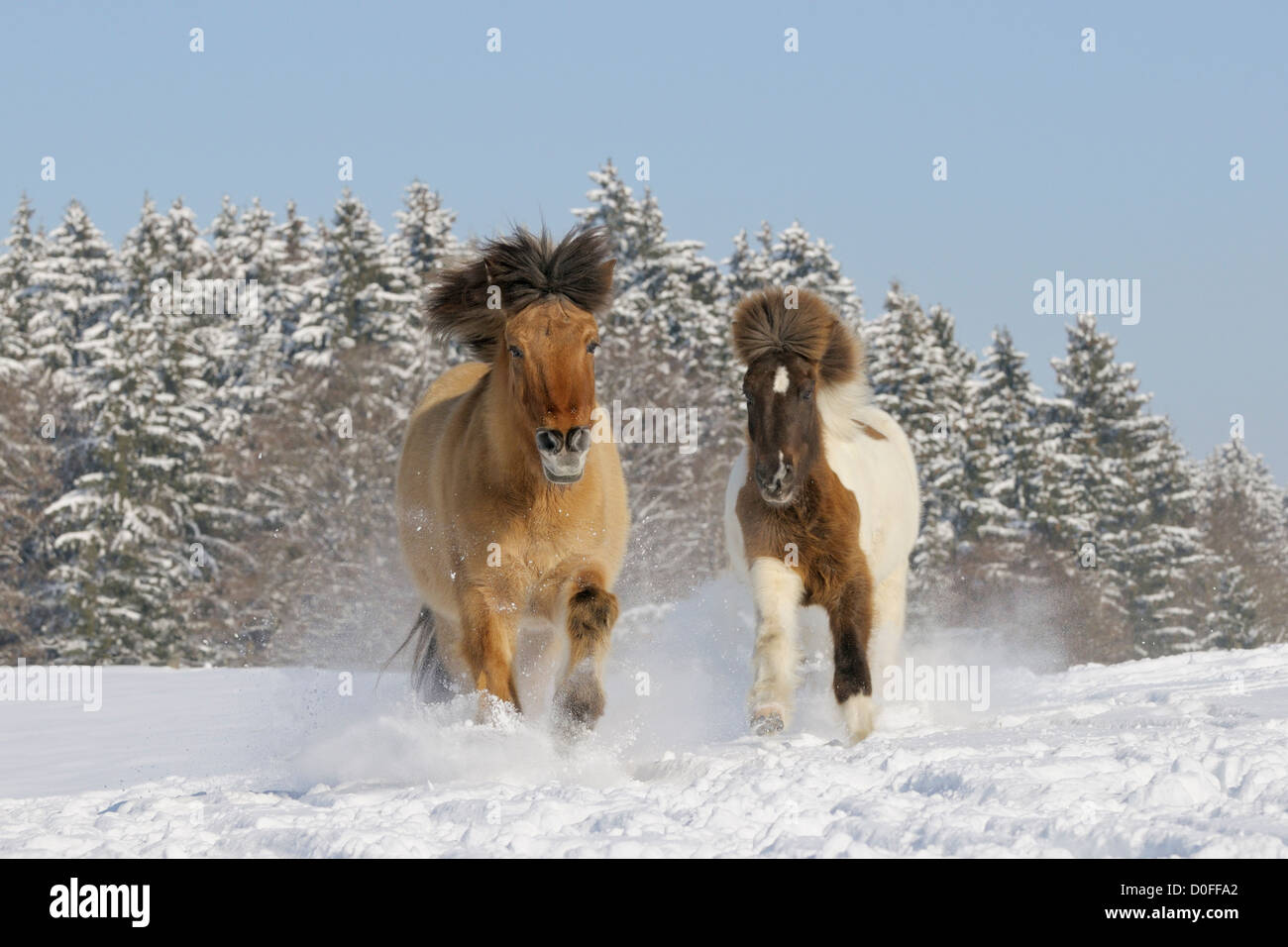 Two ponies galloping hi-res stock photography and images - Alamy