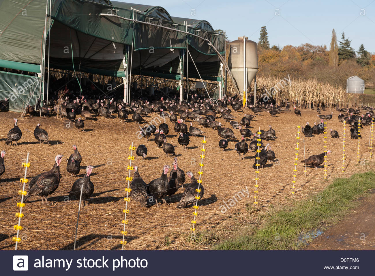 Free Range Turkey Turkeys High Resolution Stock Photography and Images ...
