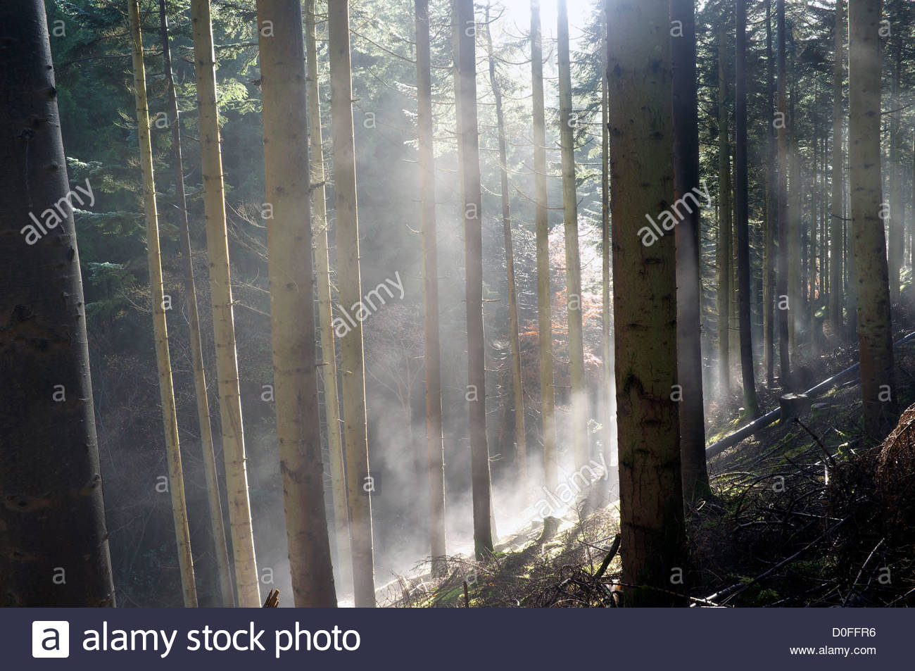 Hafod Estate High Resolution Stock Photography and Images - Alamy