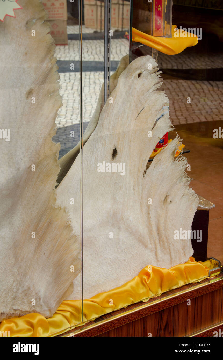 Traditional Chinese medicine shop or apothecary. Detail of shark fin ...