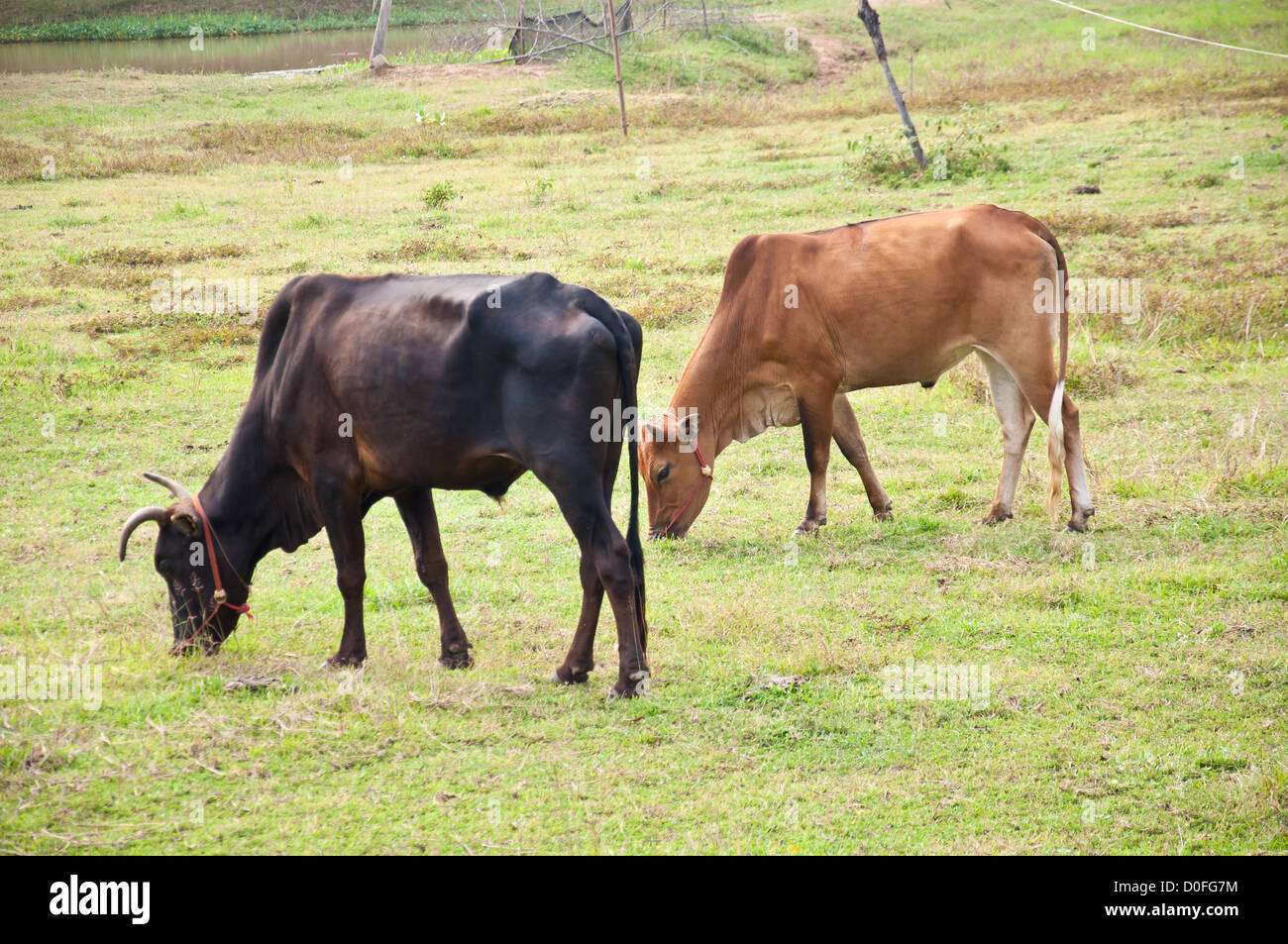cow in farm Stock Photo - Alamy