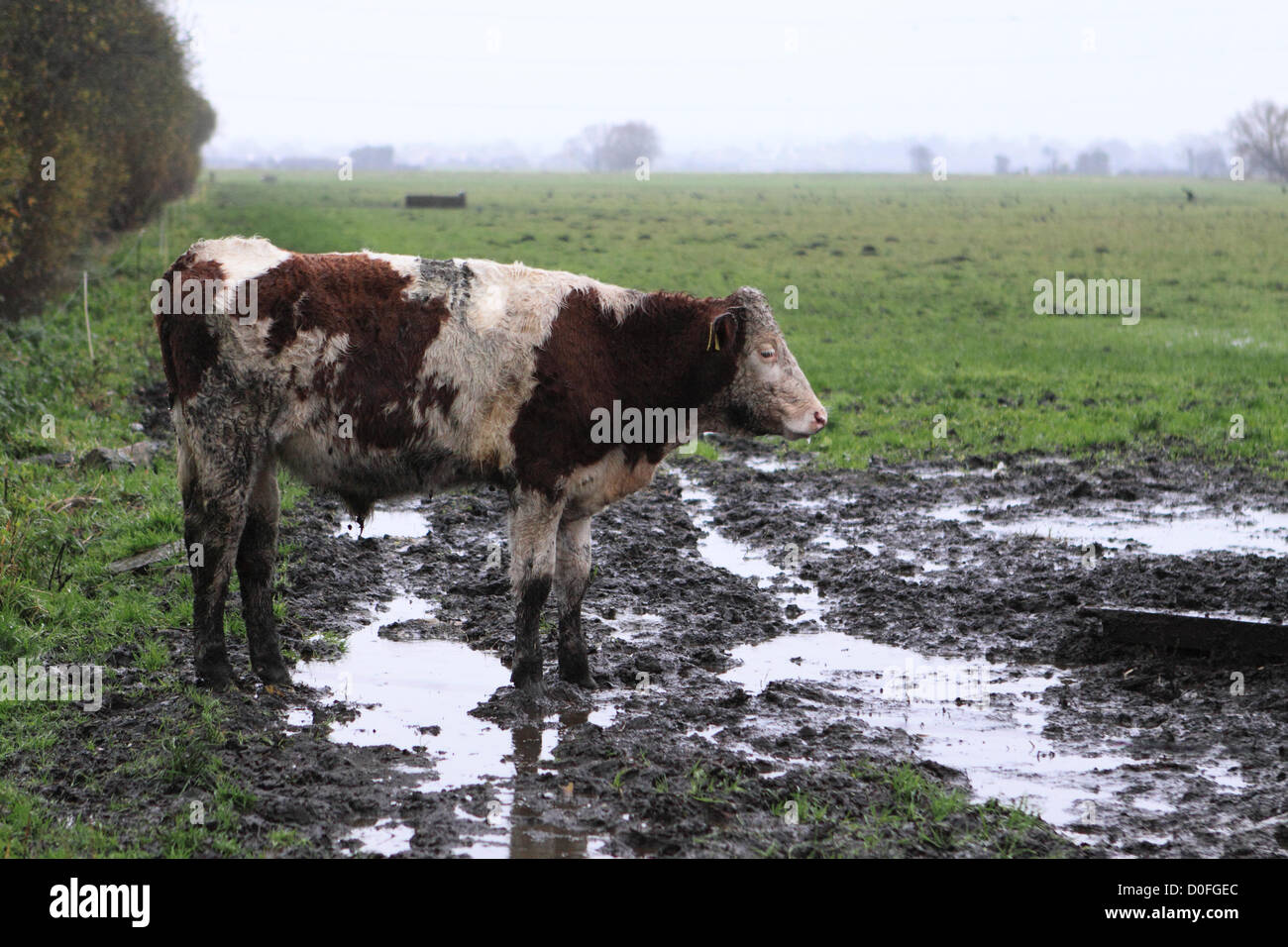 The heavy rain across the South West of the UK has turned many fields ...