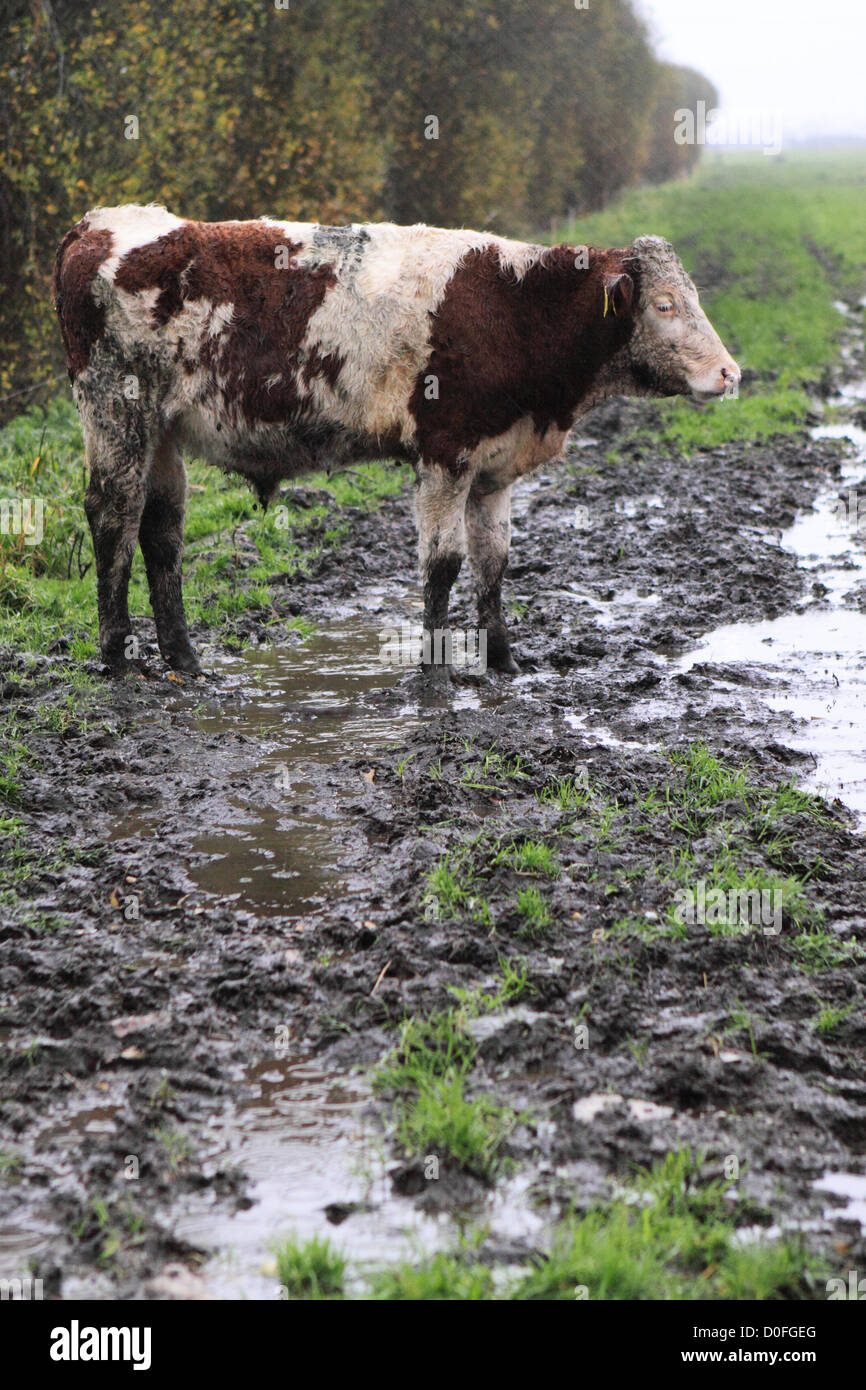 The heavy rain across the South West of the UK has turned many fields ...