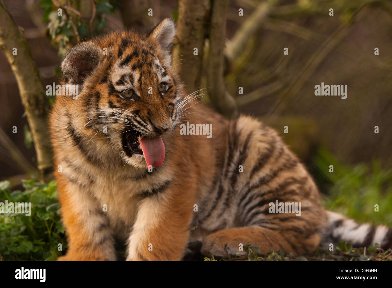 Tiger cub tongue hi-res stock photography and images - Alamy
