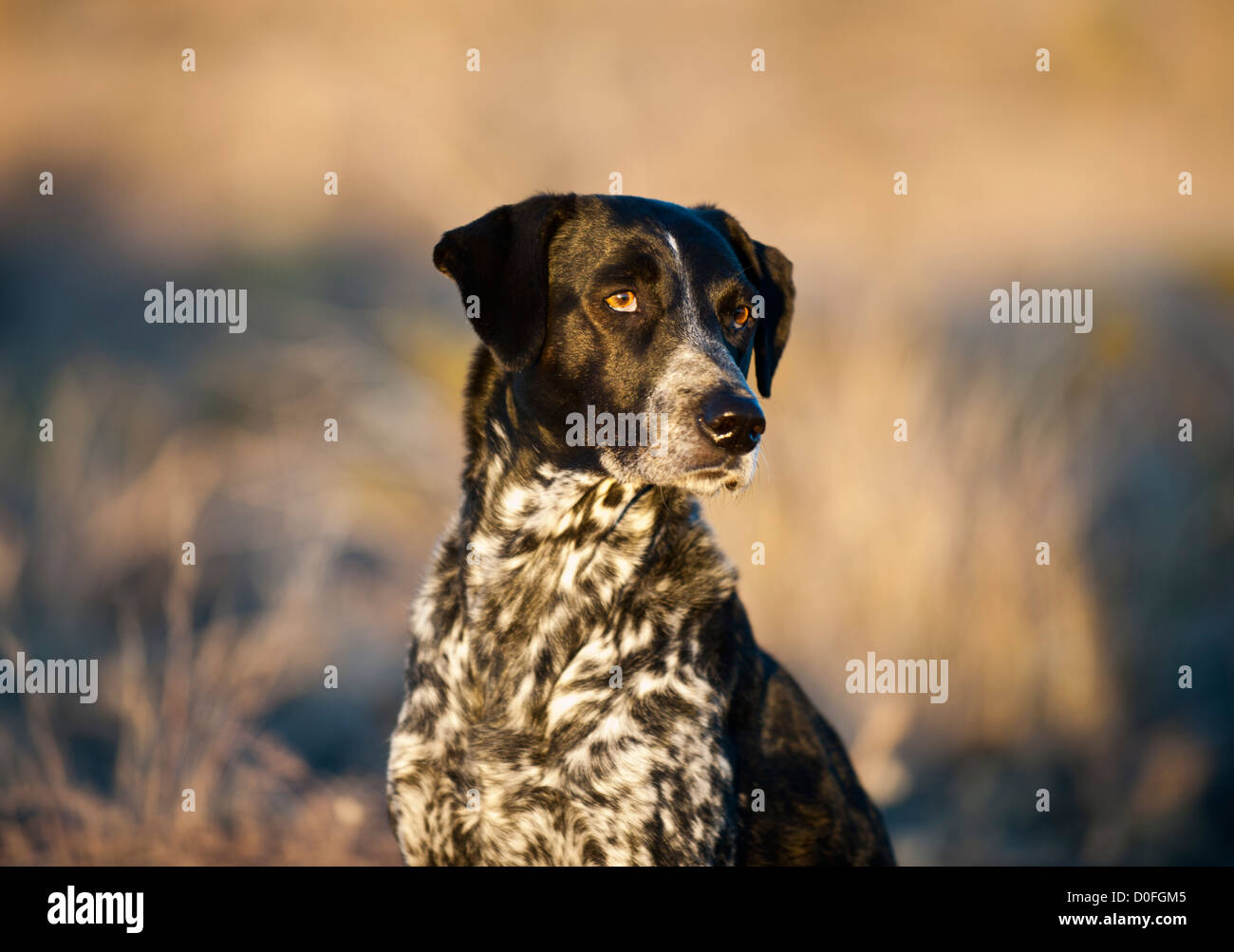 Female pointer mix dog sunset hi-res stock photography and images - Alamy