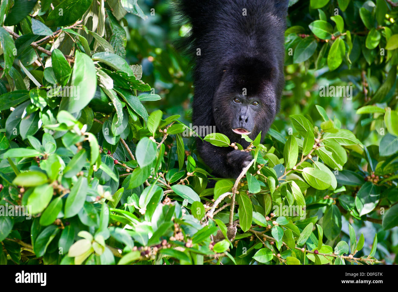 An adult howler monkey forages for food in the jungle canopy near ...