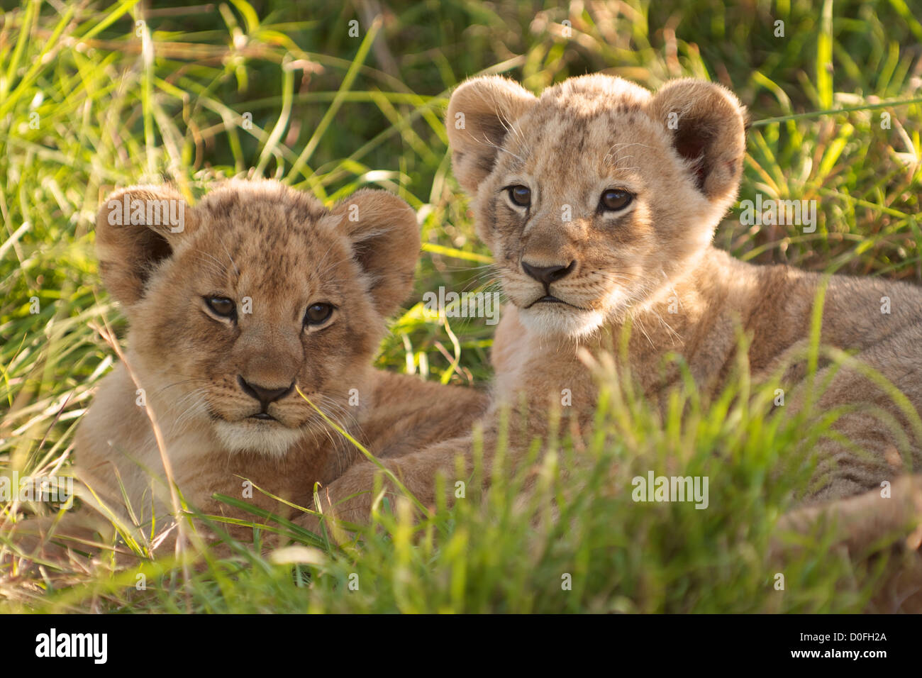 Pair of lion cubs Stock Photo - Alamy