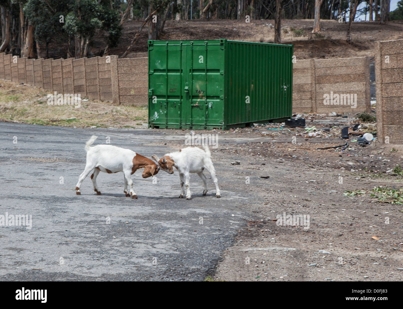 Two goats butting heads in a South African Township - Sir Lowry's pass ...