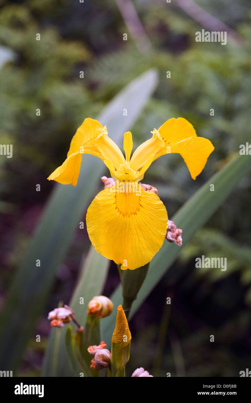 Yellow Iris growing and flowering at Boreraig Torrin Isle of Skye ...