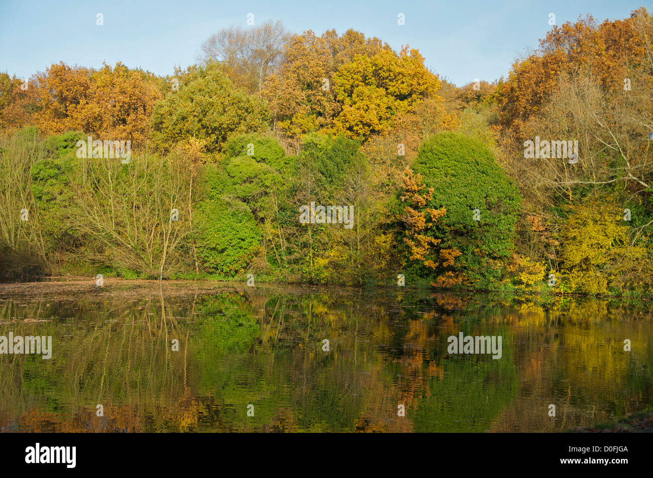 Reflection of autumn trees on a lake Stock Photo - Alamy