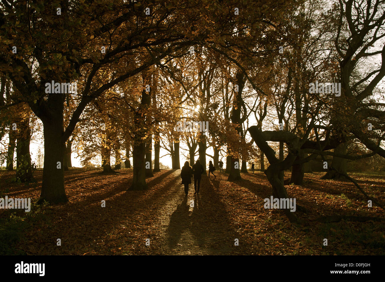 Sun rays shine trees hi-res stock photography and images - Alamy