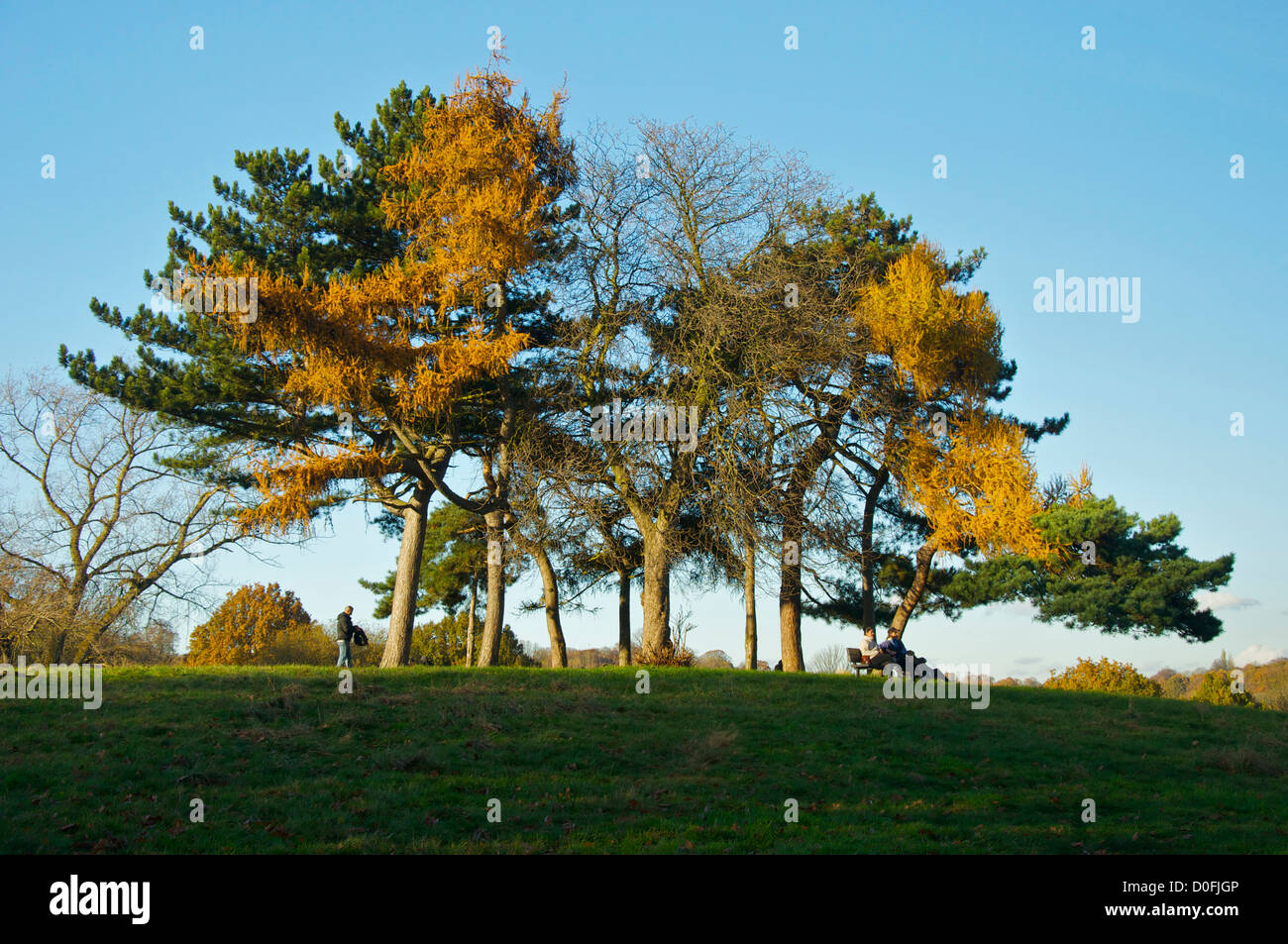 Colourful autumn trees on Hampstead Heath, UK Stock Photo - Alamy