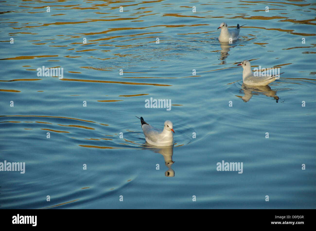 Three seagulls go for a dip in a lake Stock Photo - Alamy
