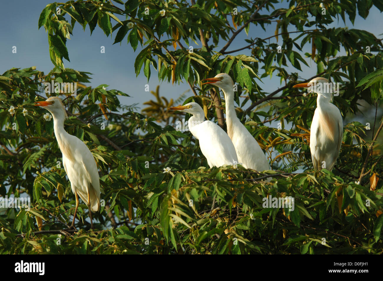 Cattle egret costa rica hi-res stock photography and images - Alamy