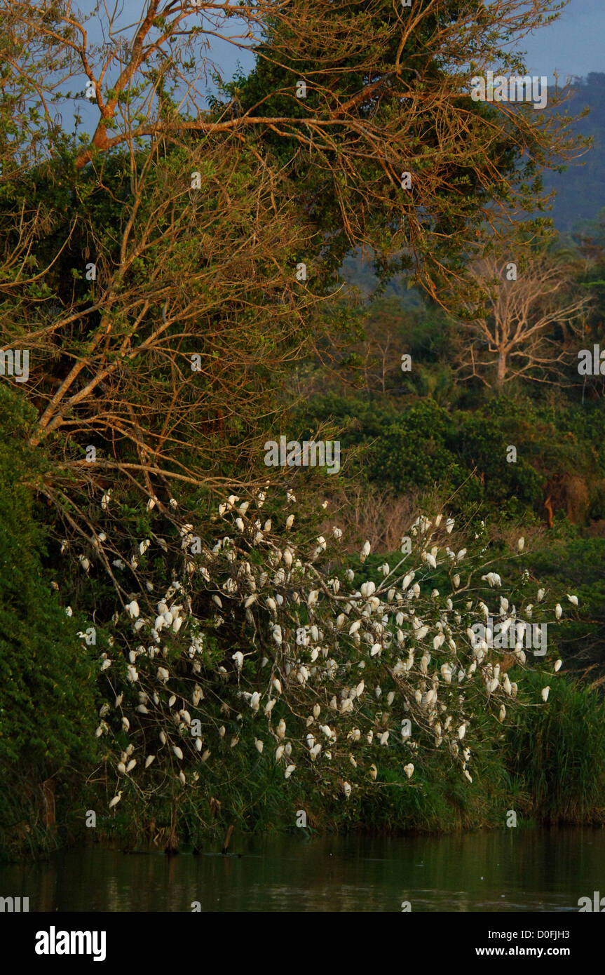 Flock of egrets on trees hi-res stock photography and images - Alamy