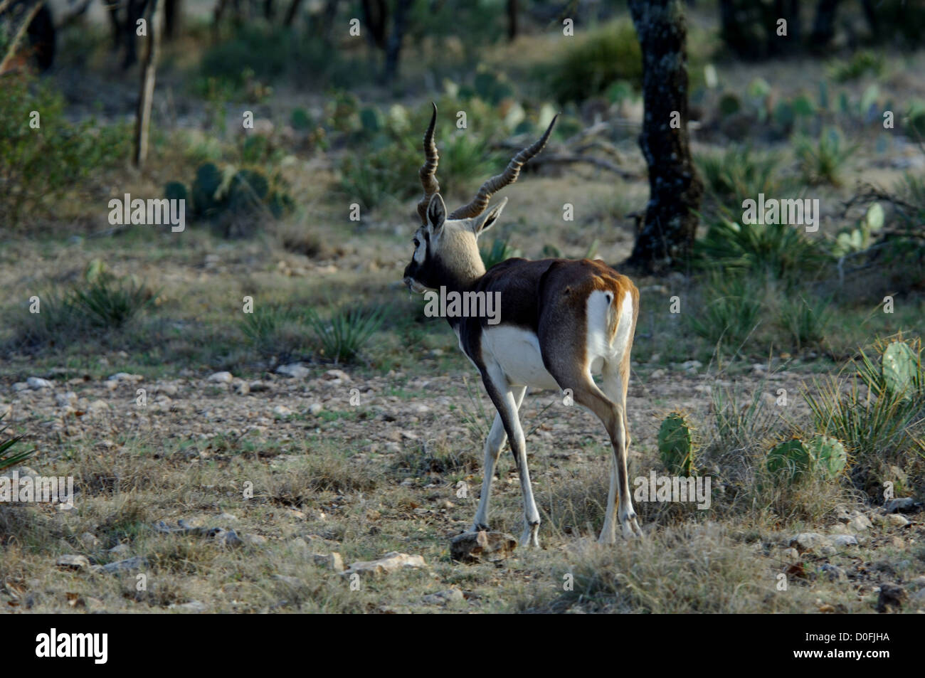 Blackbuck antelope (Antilope cervicapra) on the YO Ranch, Mountain Home ...
