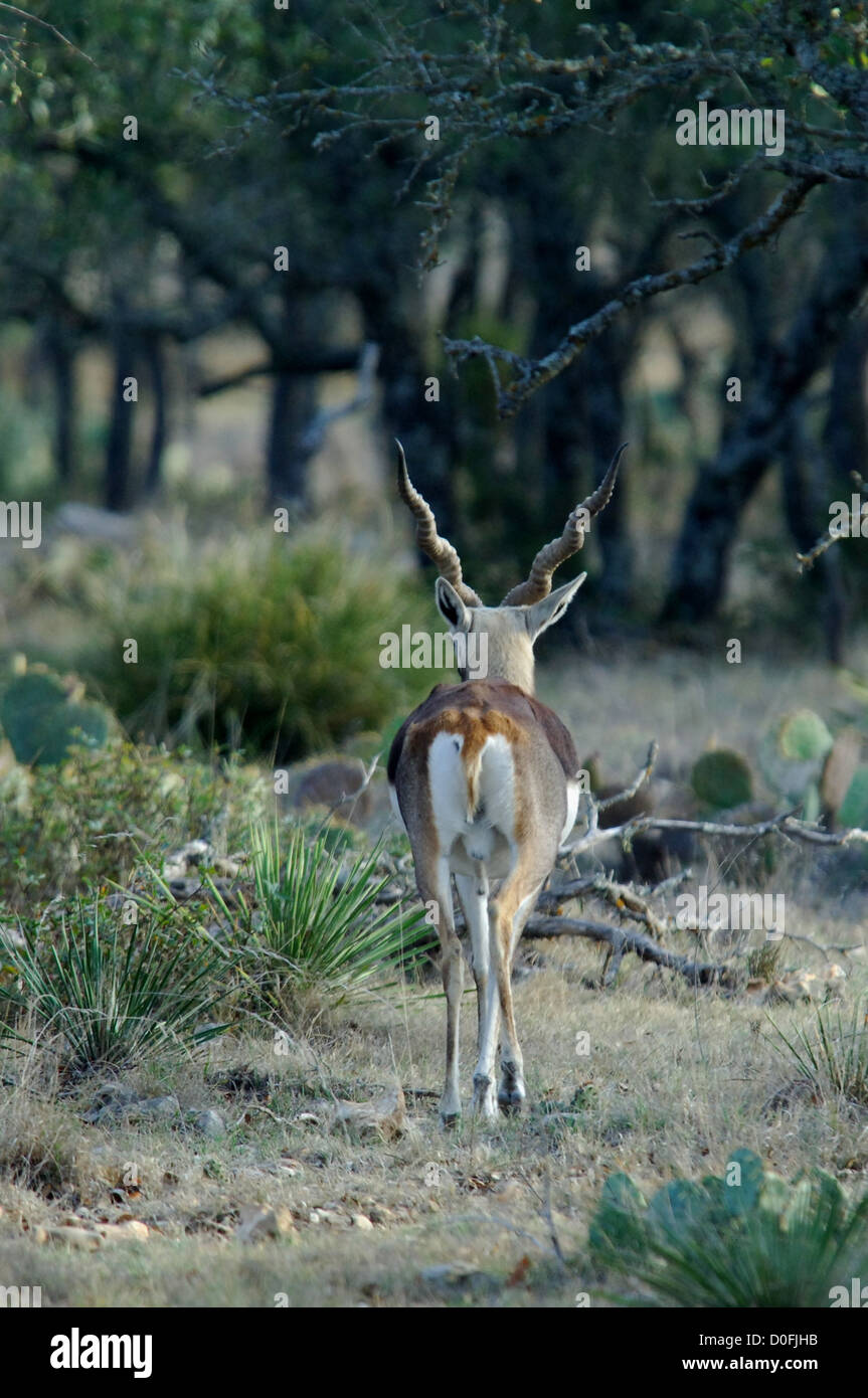 Blackbuck antelope (Antilope cervicapra) on the YO Ranch, Mountain Home ...