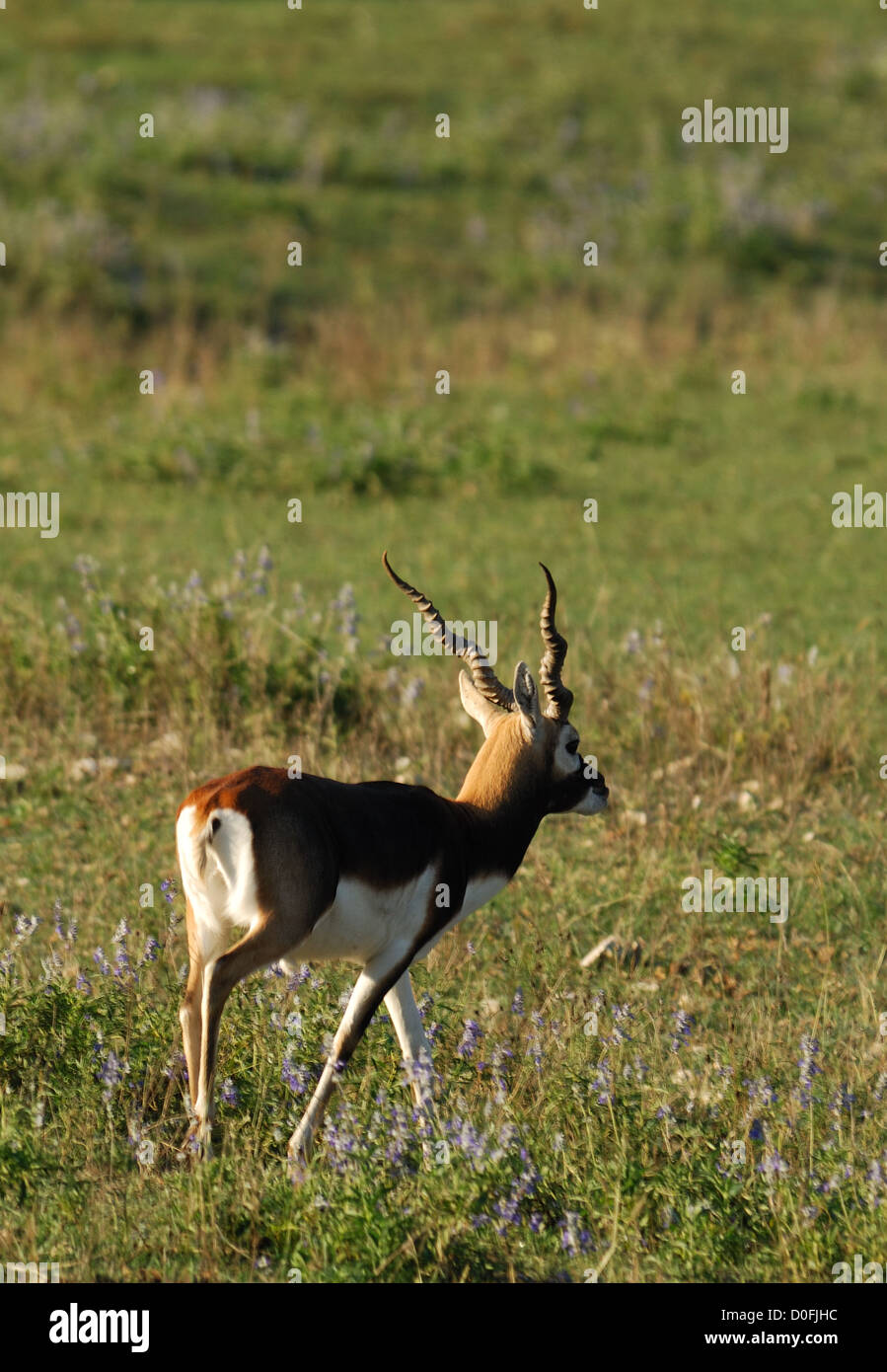 Blackbuck antelope (Antilope cervicapra) on the YO Ranch, Mountain Home ...