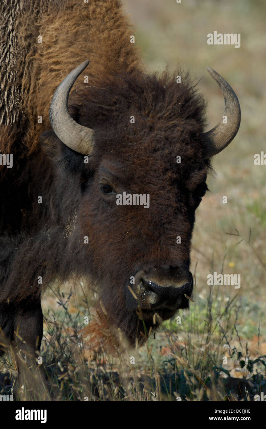 Trans pecos hi-res stock photography and images - Alamy