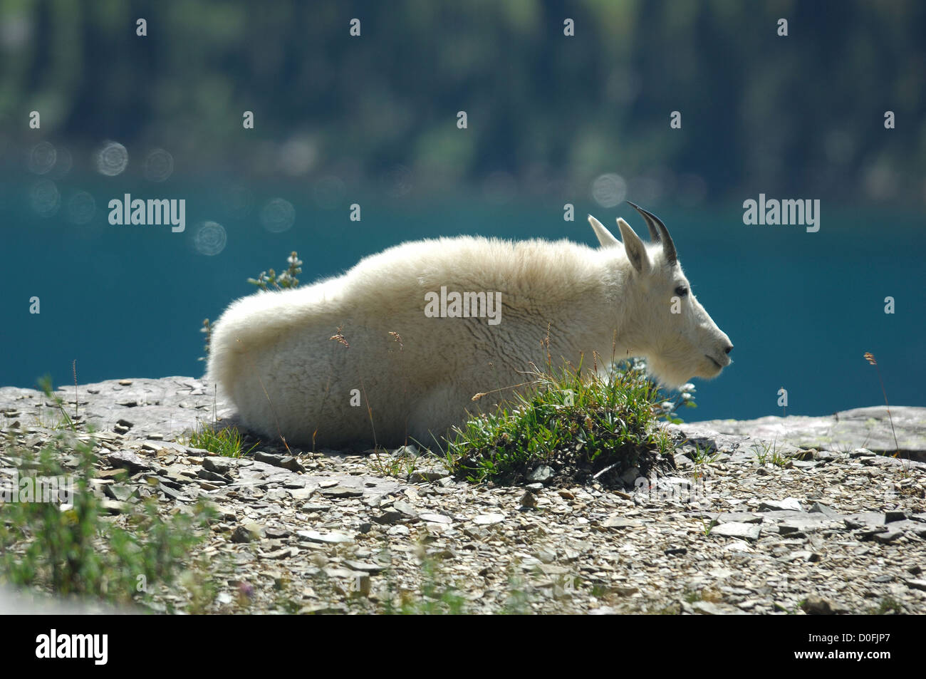 Rocky Mountain goat (Oreamnos americanus) in Glacier National Park ...