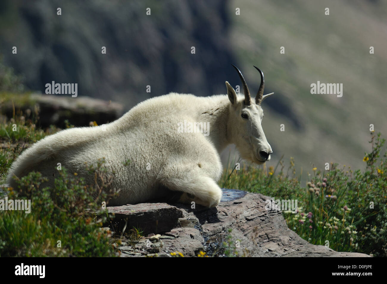 Male (Billy) Rocky Mountain goat (Oreamnos americanus) in Glacier ...