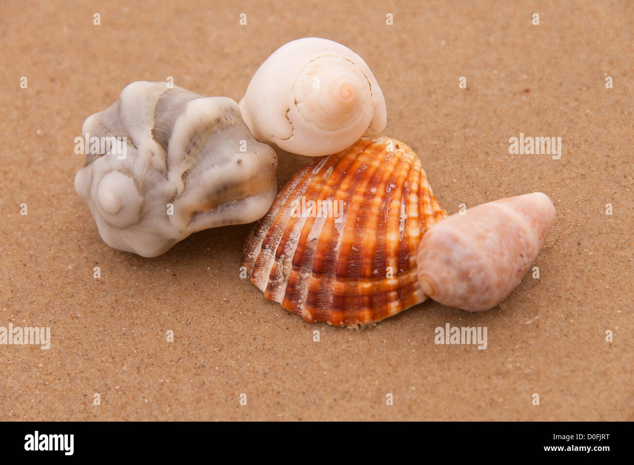 close-up of seashells on wet beach sand Stock Photo - Alamy