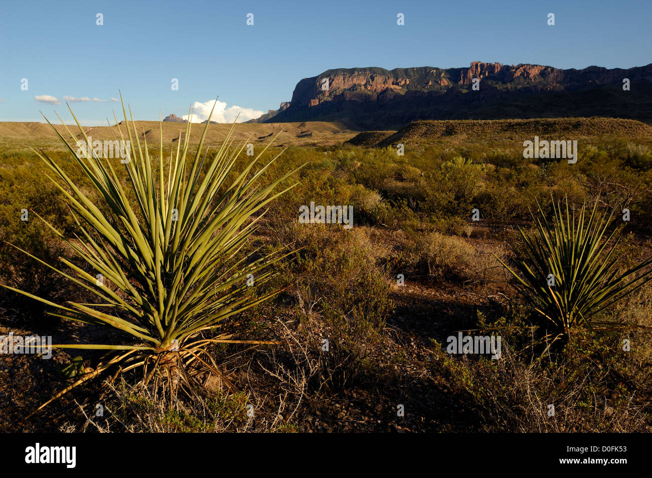 Yucca plants in Big Bend National Park Texas Stock Photo - Alamy