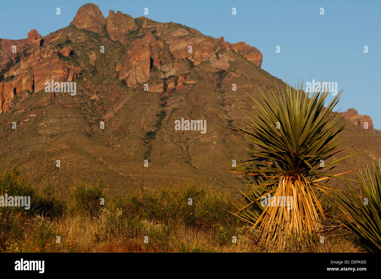 Spanish Dagger yucca plant near the Chisos Mountains in Big Bend ...