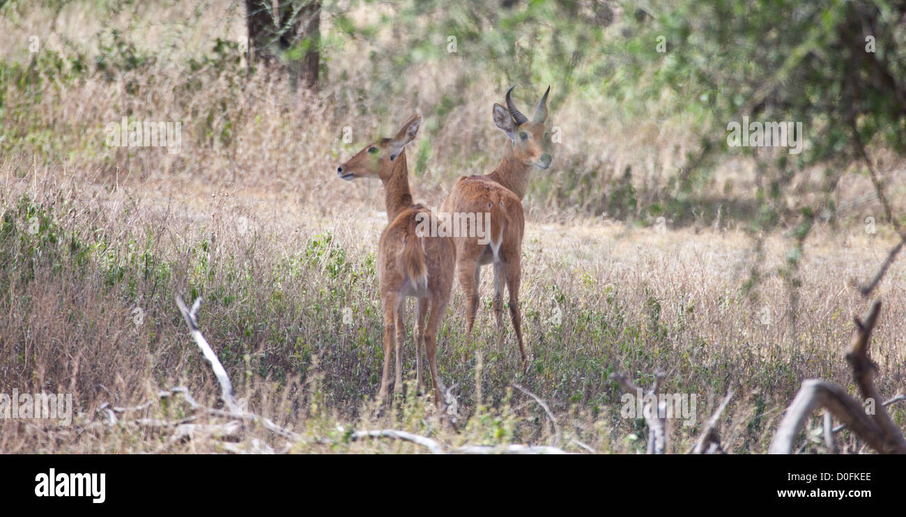 A pair of Reedbucks beneath an Acacia Tree. Serengeti National Park ...