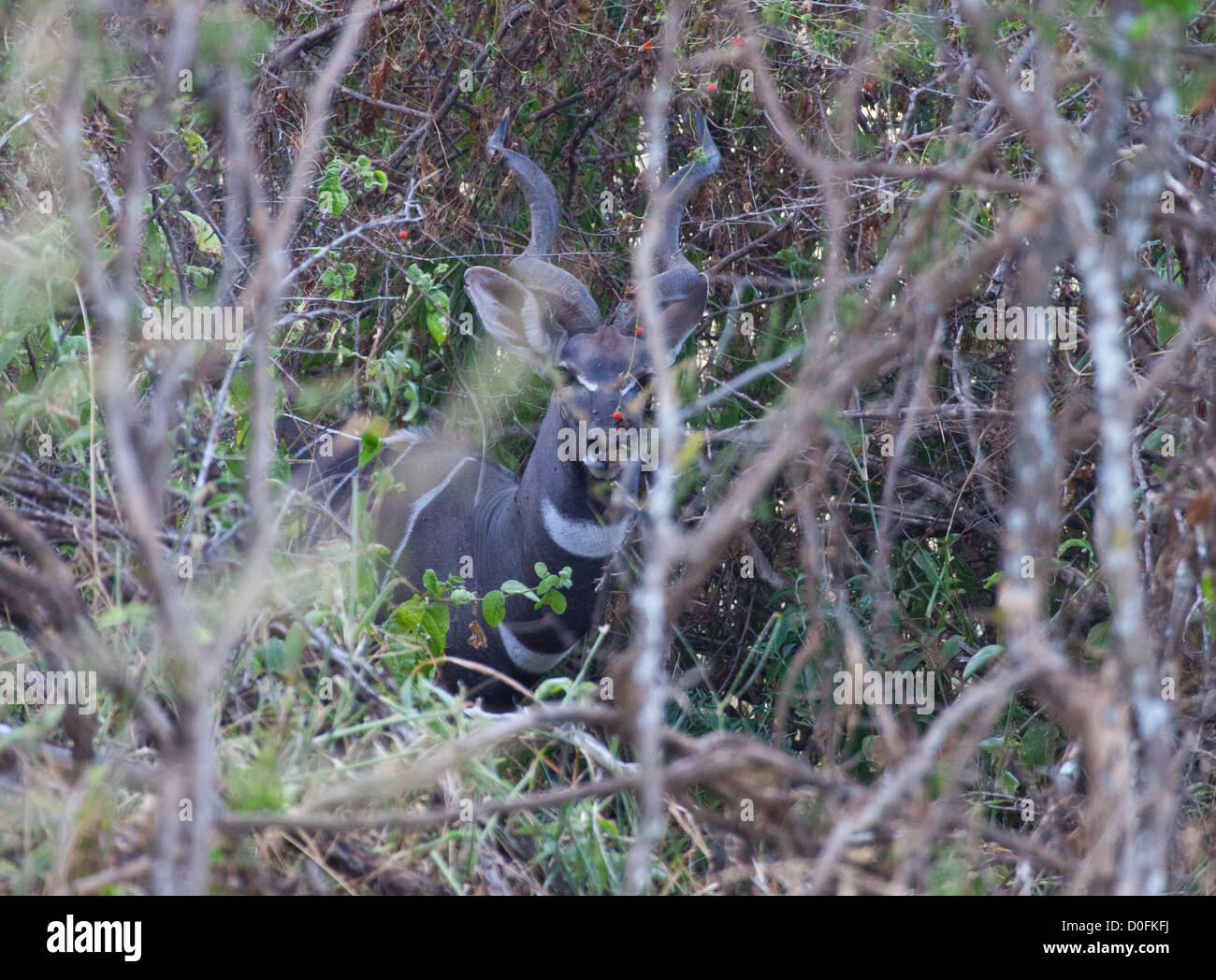 Lesser Kudu High Resolution Stock Photography and Images - Alamy
