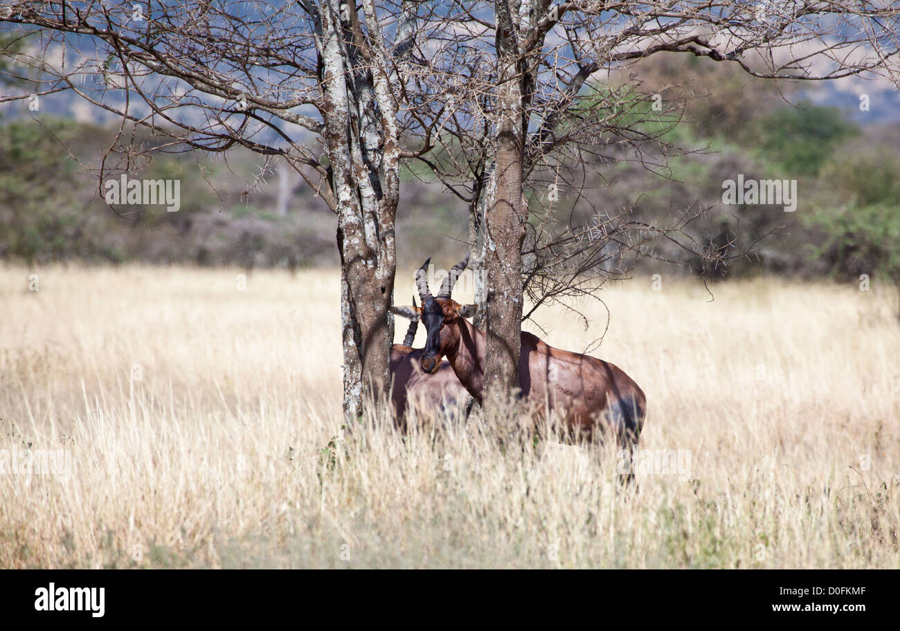 A Topi stands with his head between two Acacia Trees. Serengeti ...