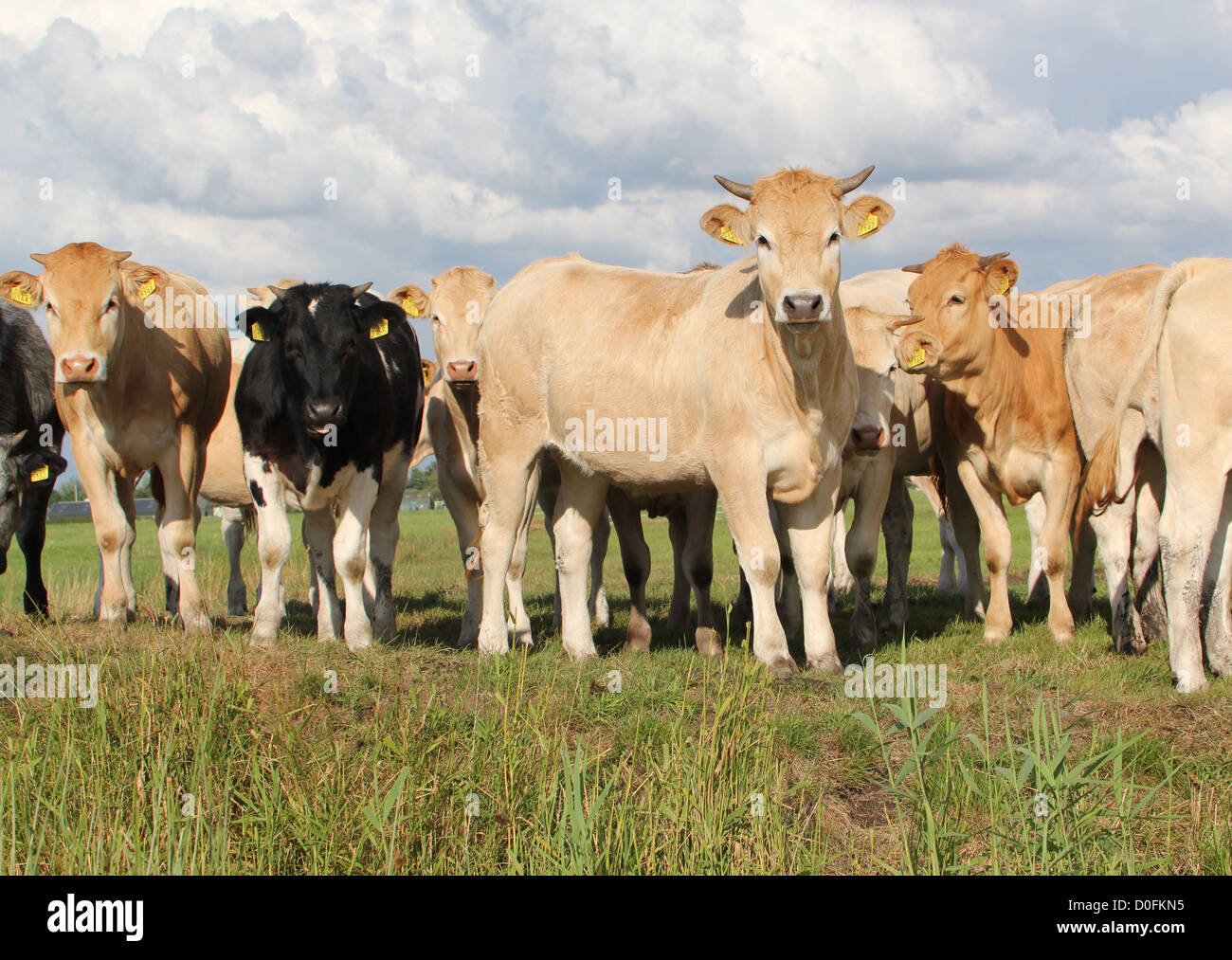 Curious cows seen from a low perspective and set against a summery sky ...