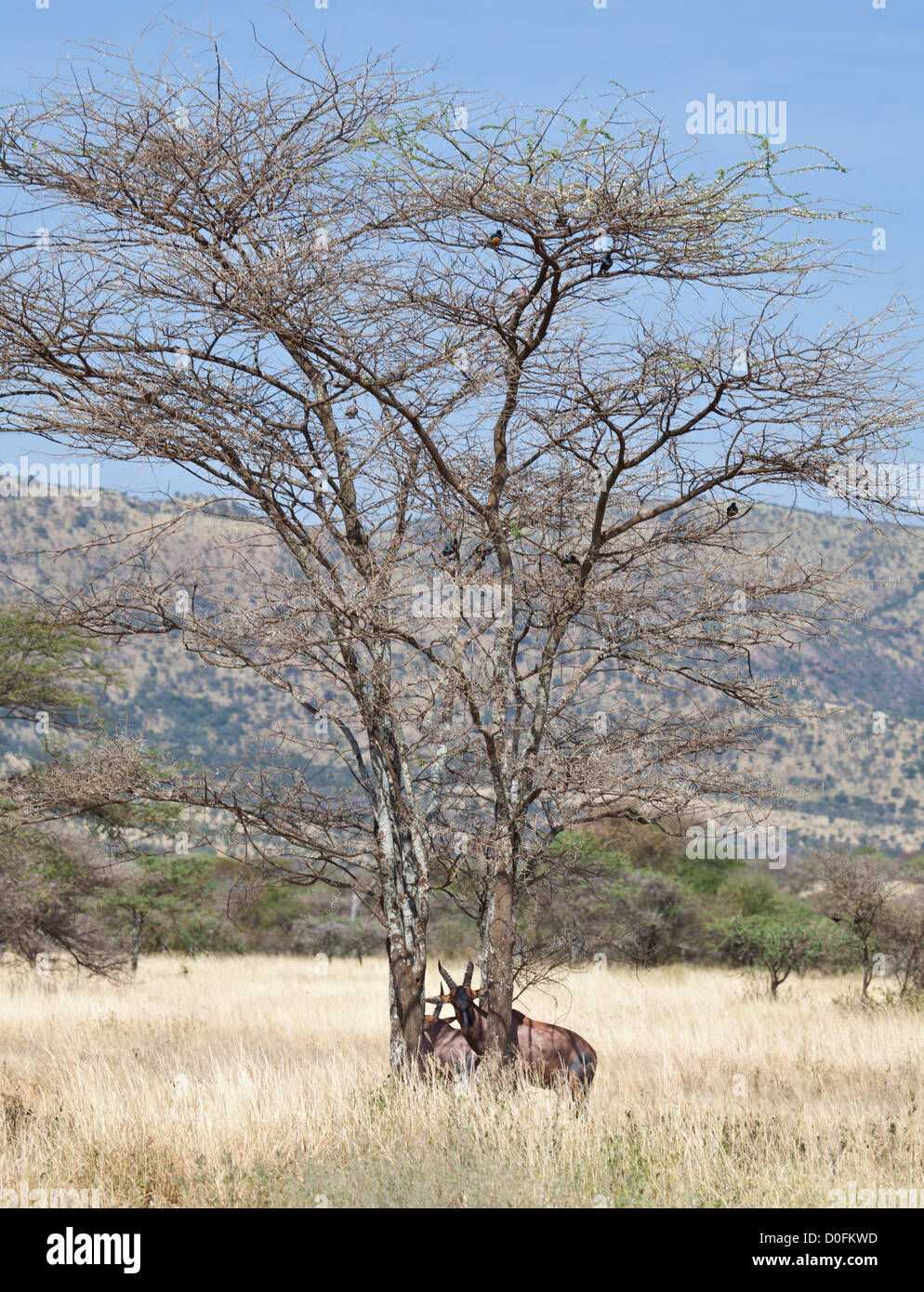 A Topi stands with his head between two Acacia Trees. Serengeti ...