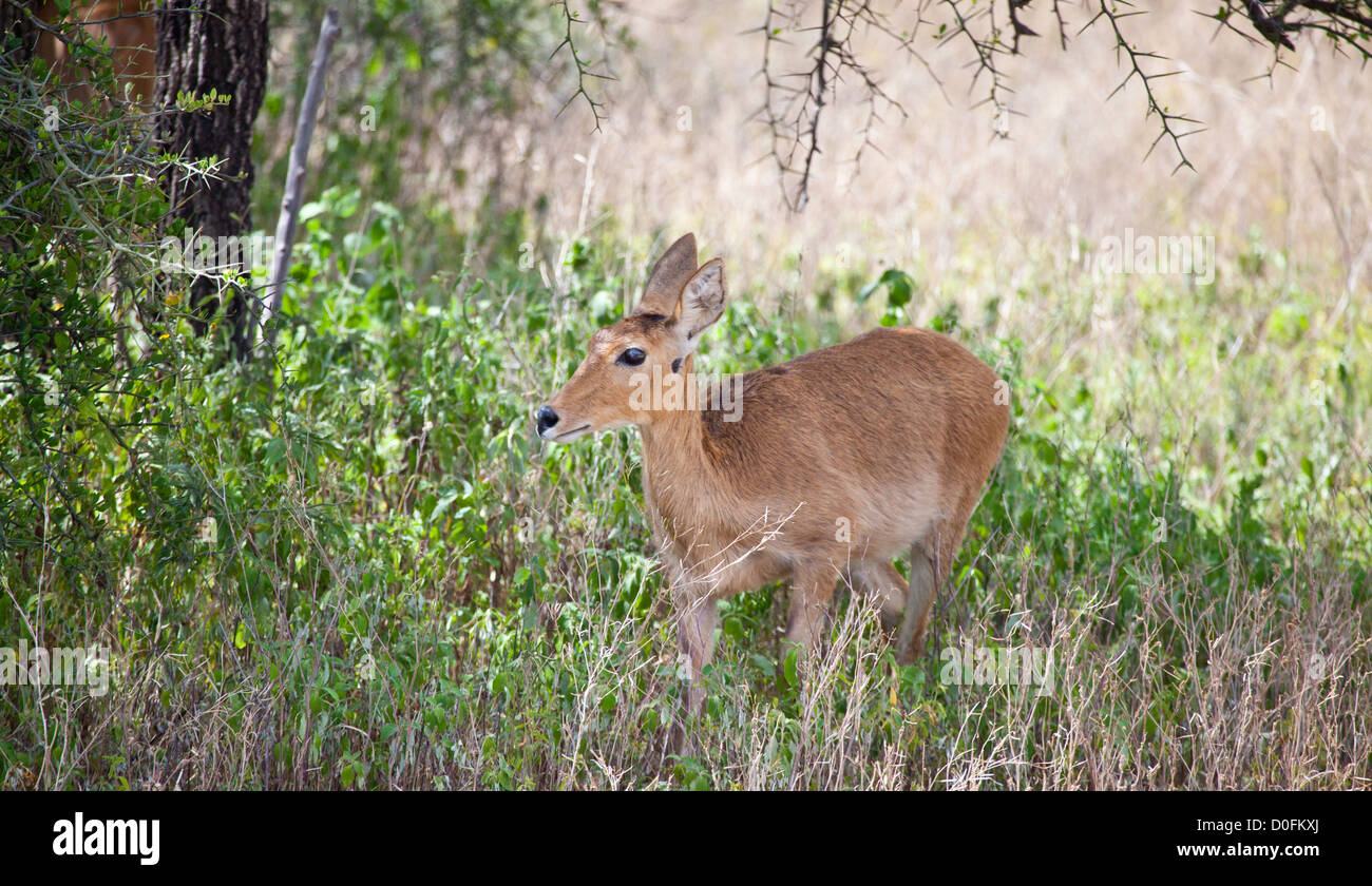 A female Reedbuck beneath an Acacia Tree. Serengeti National Park ...