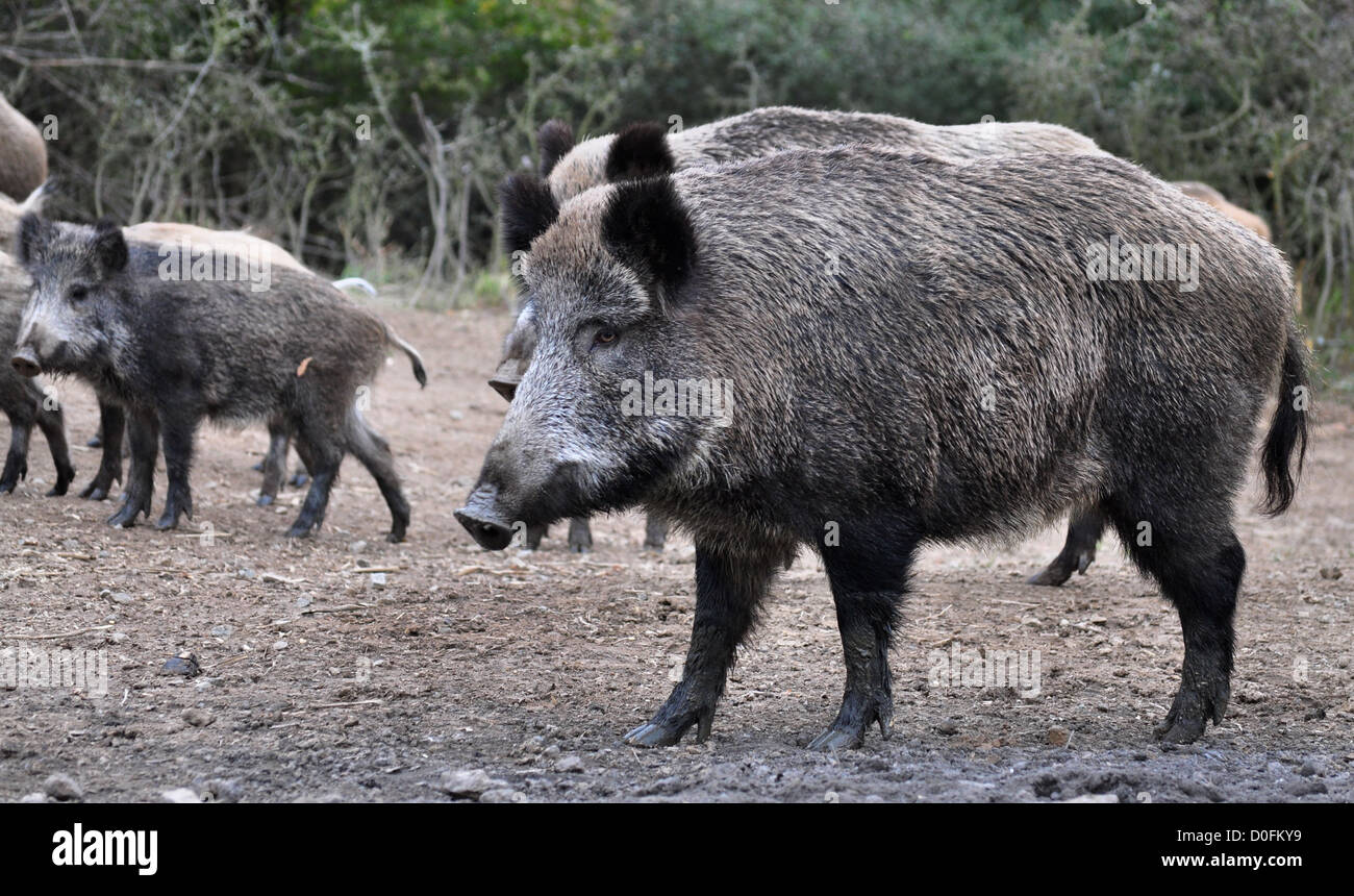 Wild boar standing hi-res stock photography and images - Alamy