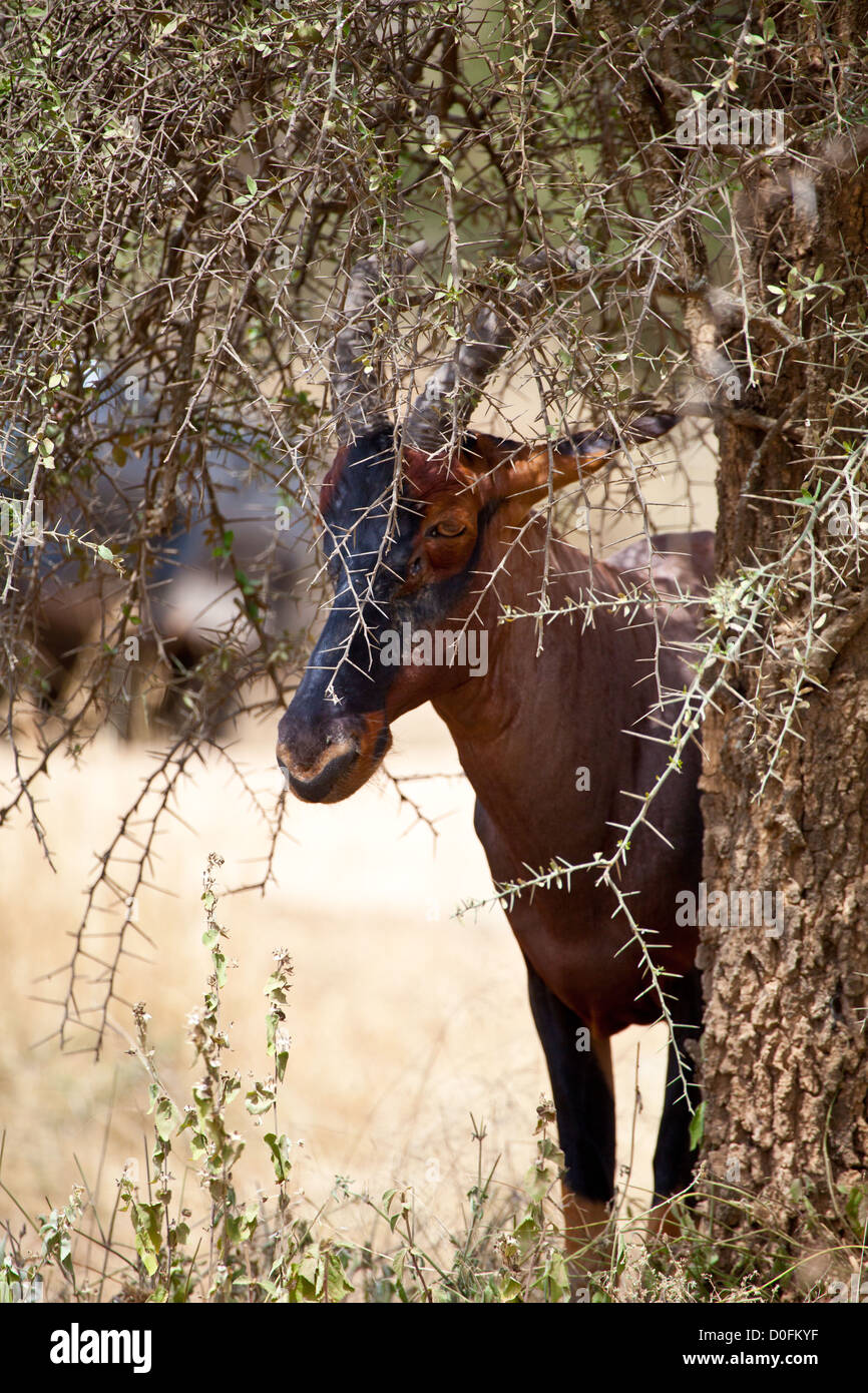A Topi stands with his head between two Acacia Trees. Serengeti ...