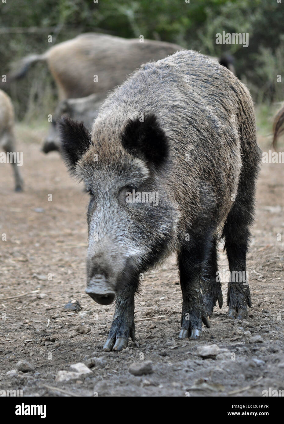 Wild boar look hi-res stock photography and images - Alamy
