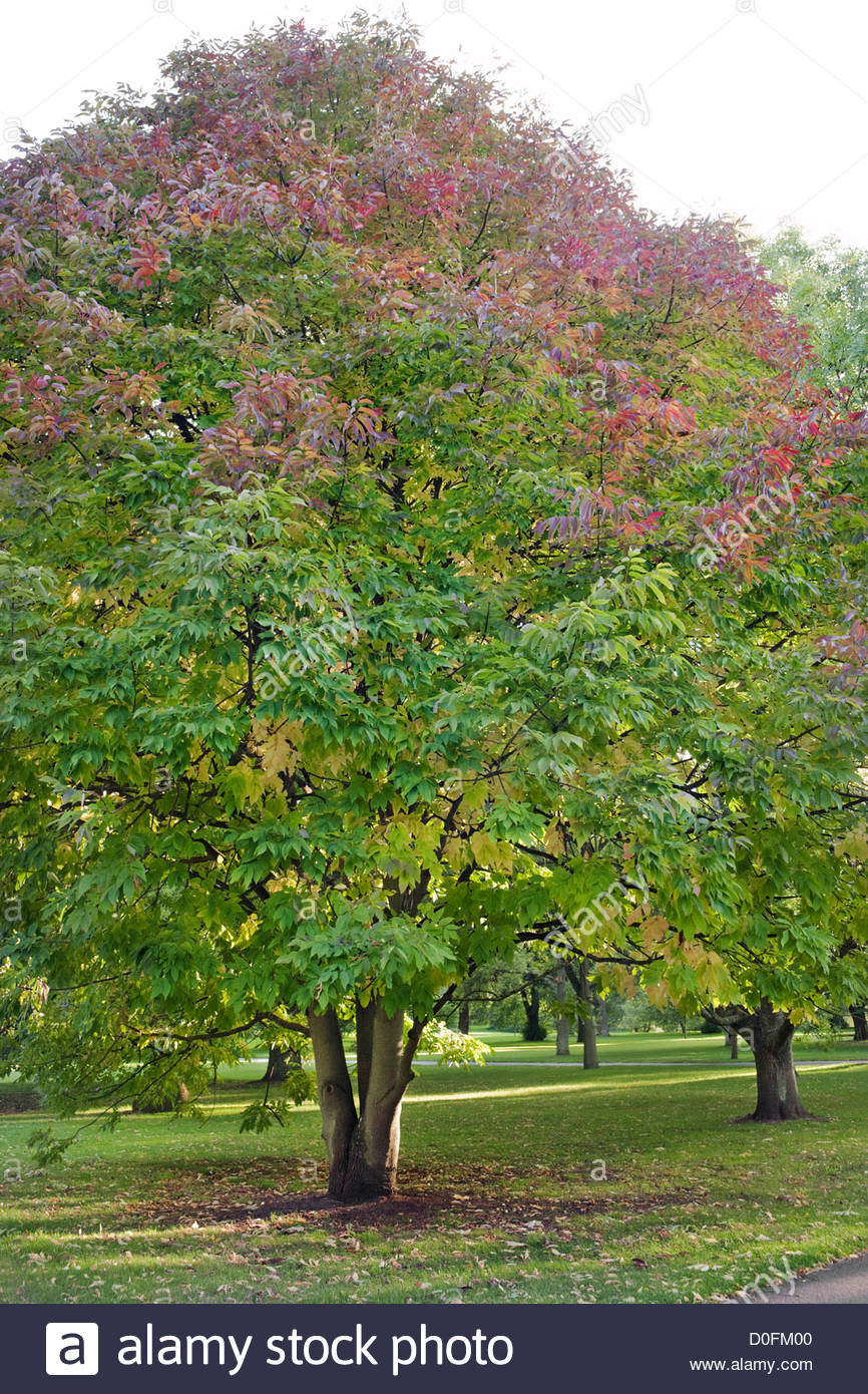 Fraxinus Stock Photos & Fraxinus Stock Images - Alamy