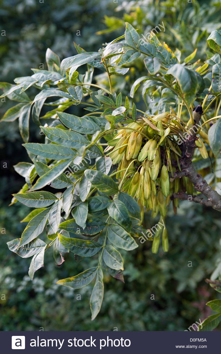 Fraxinus Stock Photos & Fraxinus Stock Images - Alamy