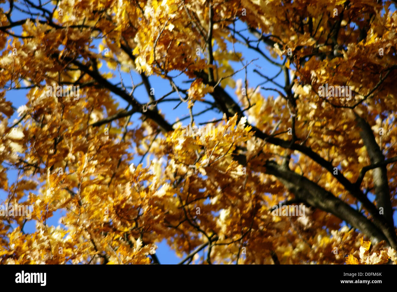 Autumn tree background Stock Photo - Alamy