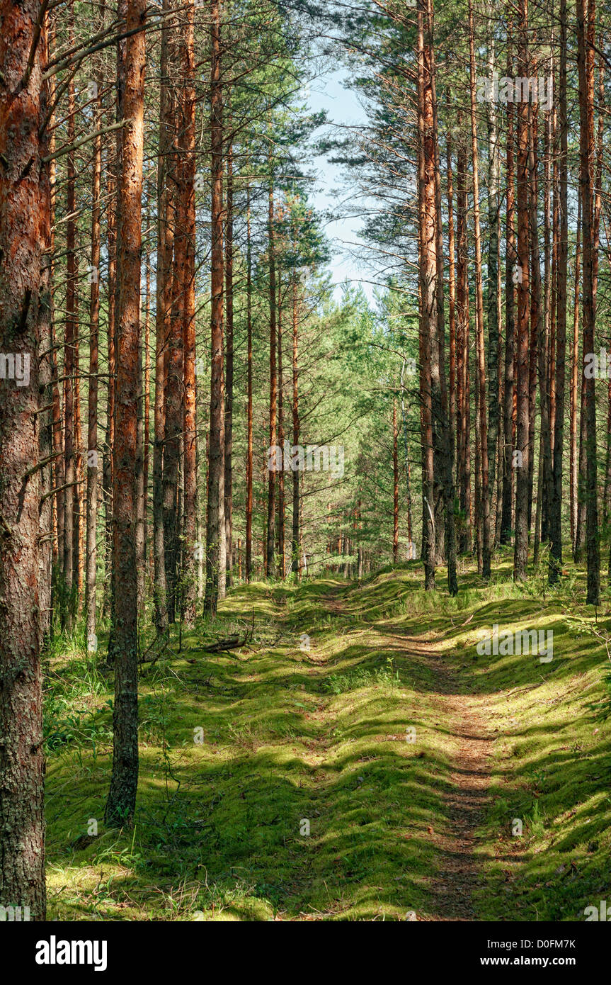 Path on forest road Stock Photo - Alamy
