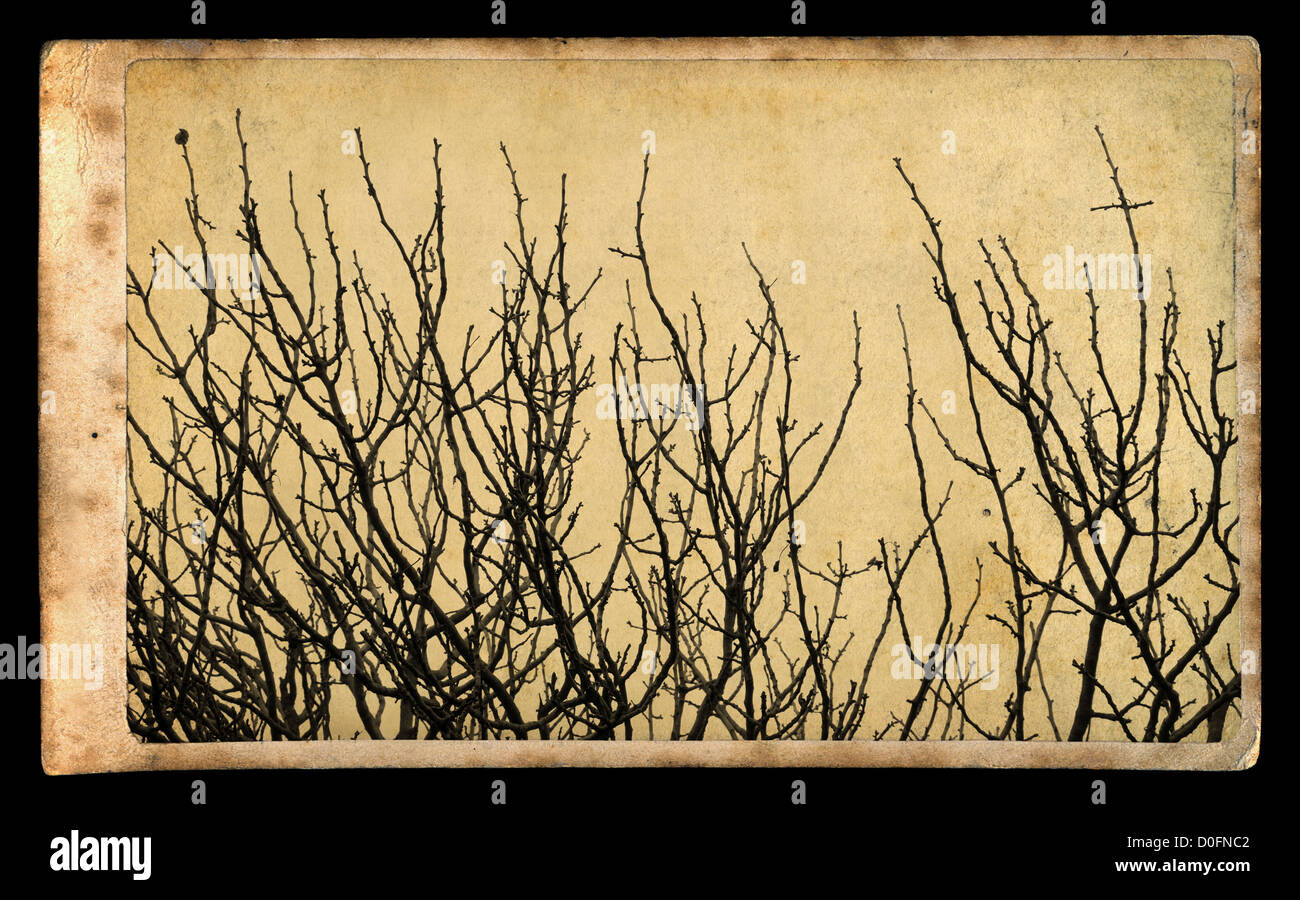 Antique style photograph of tree branches on vintage paper Stock Photo ...