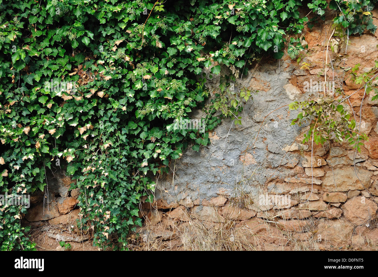 Texture background leaf hi-res stock photography and images - Alamy